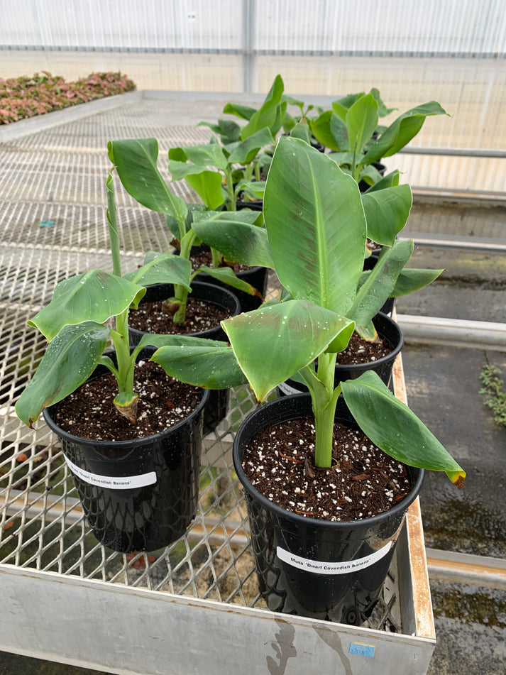 Dwarf Cavendish Banana in 1 Gallon - Tissue Culture Plant, Musa ...