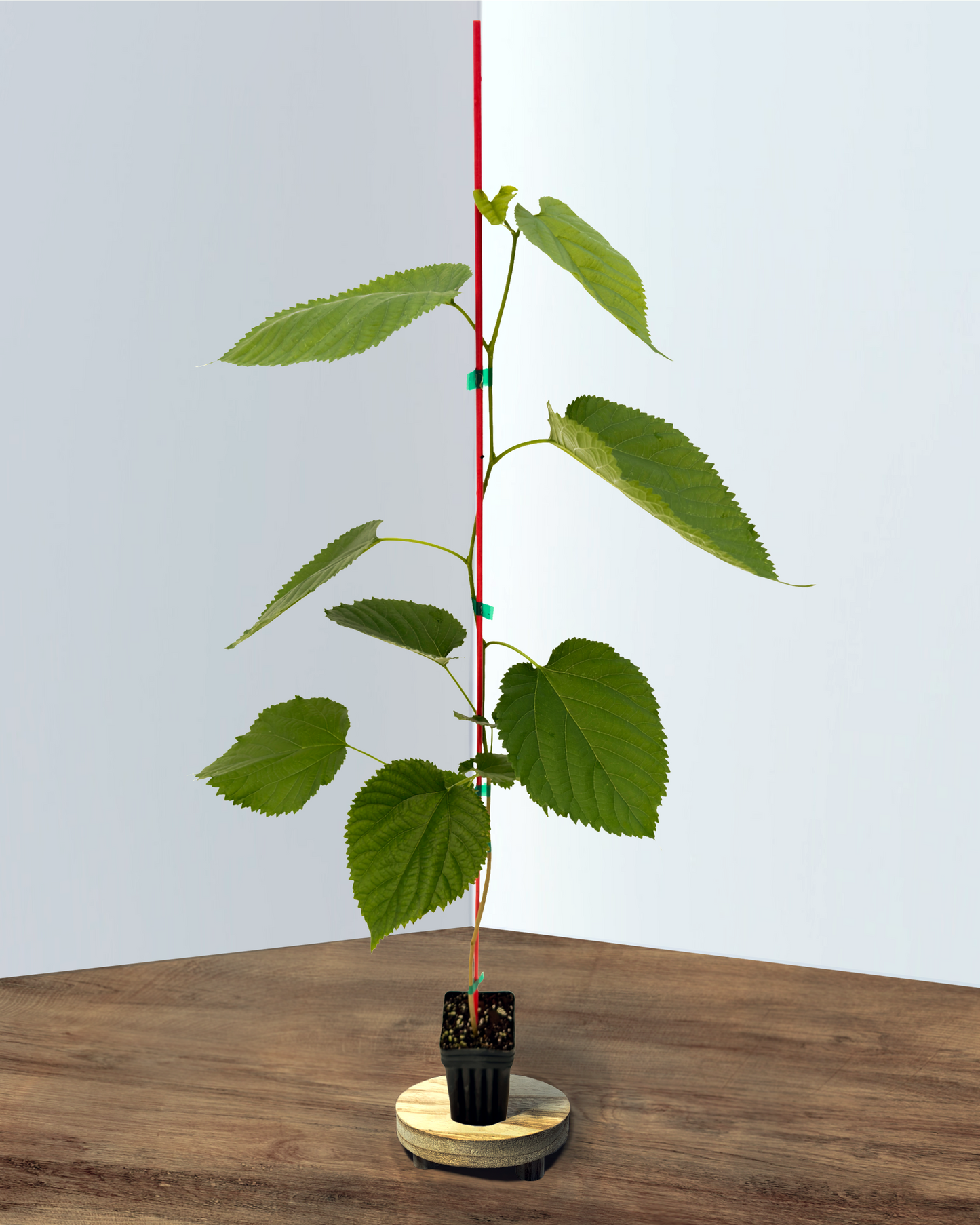 Pakistani Mulberry in Nursery Pot - Tissue Culture (Own Root) Trees ...